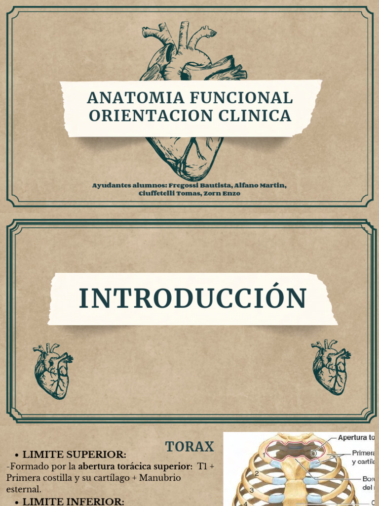 Anatomia Funcional Cardio | PDF | Tórax | Corazón