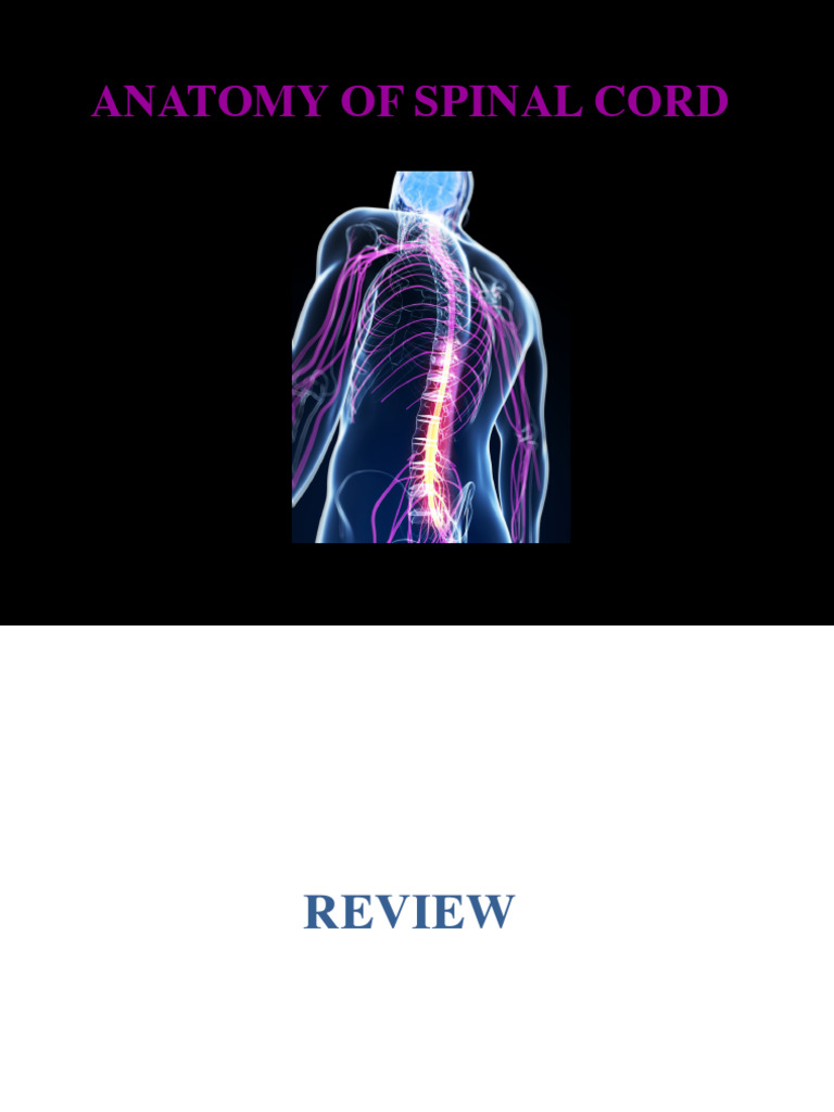 Spinal Cord Anatomy and Functions Guide | PDF | Spinal Cord | Central ...