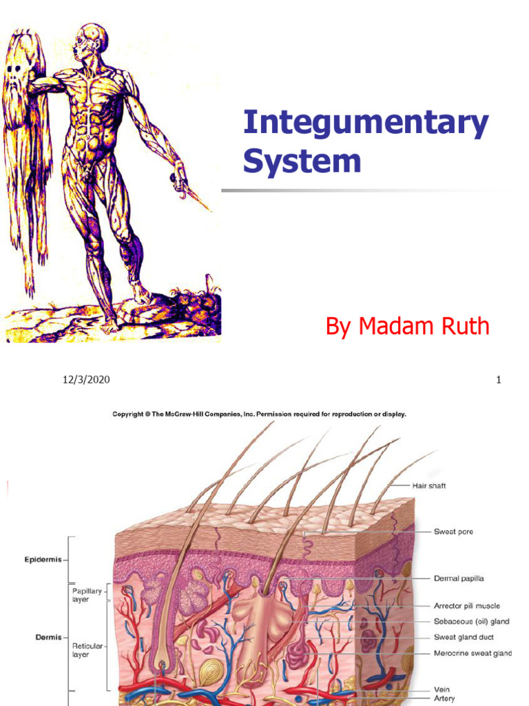 Integumentary System | PDF | Skin | Epidermis