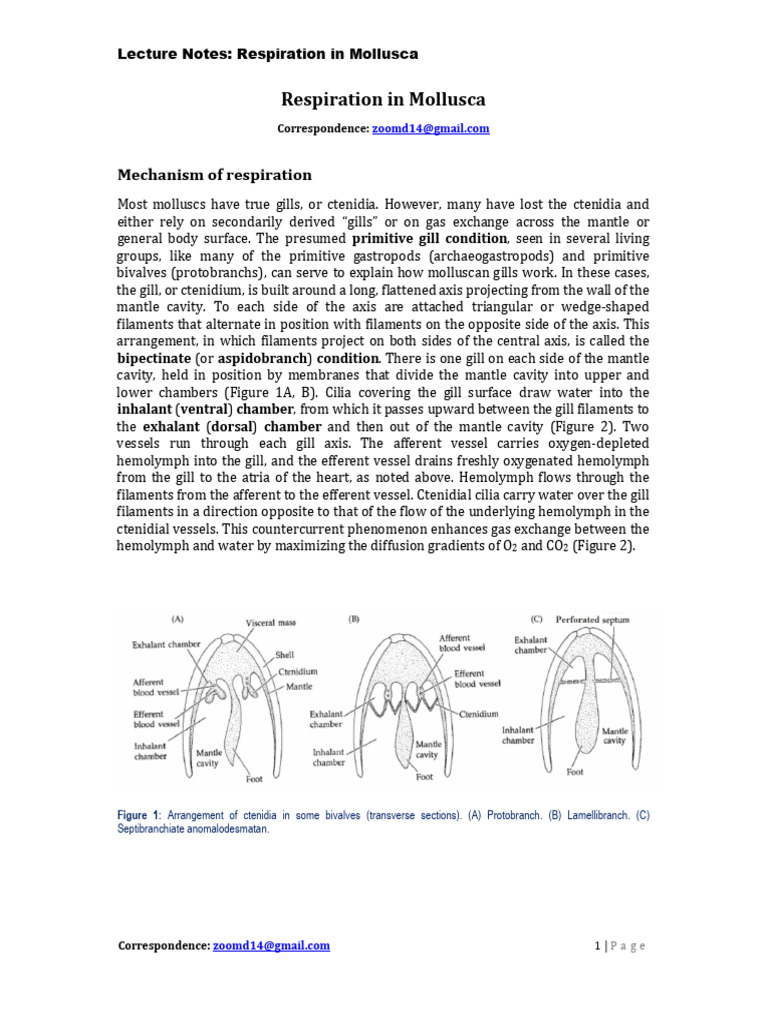 Mollusca Respiration Mechanisms Explained | PDF | Mollusca | Gill