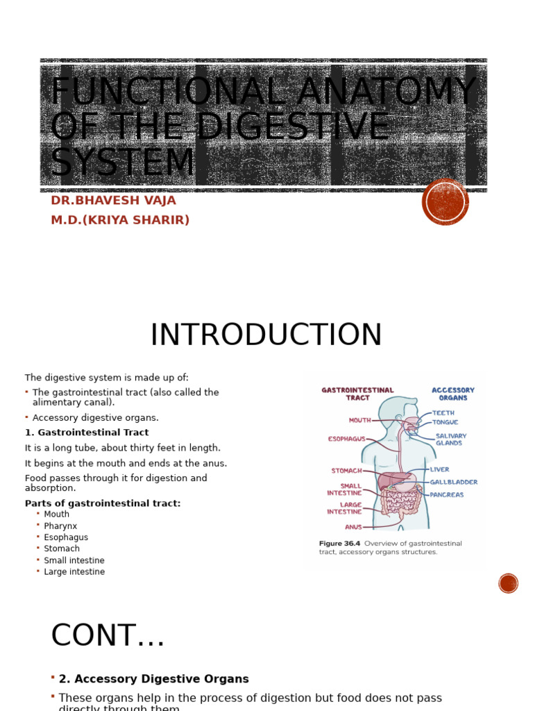 Digestive System Anatomy Overview | PDF | Human Digestive System ...