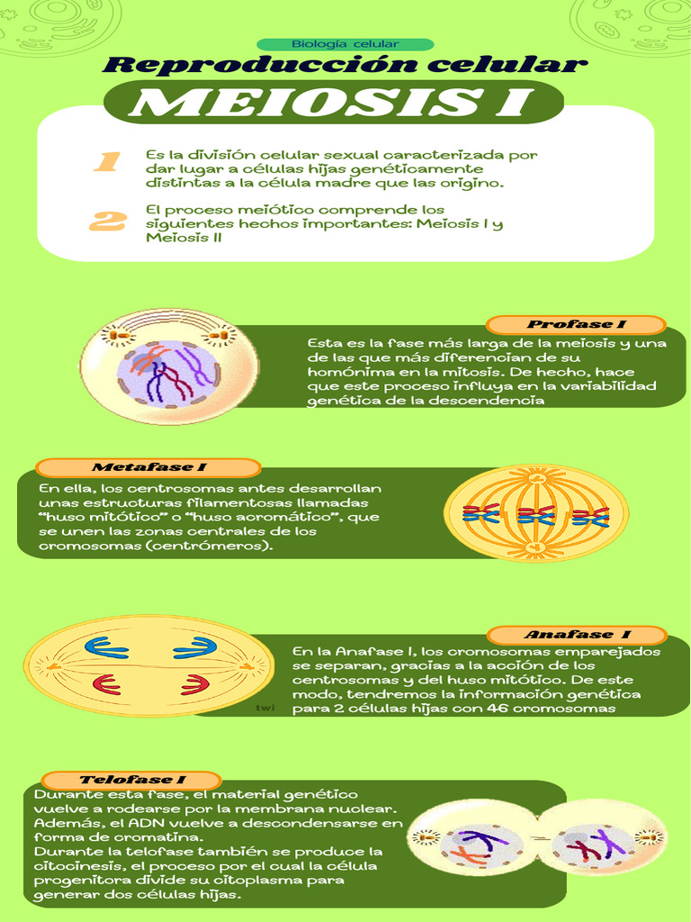 Infografia Reproduccion Celular Meiosis | PDF | Mitosis | Mitosis