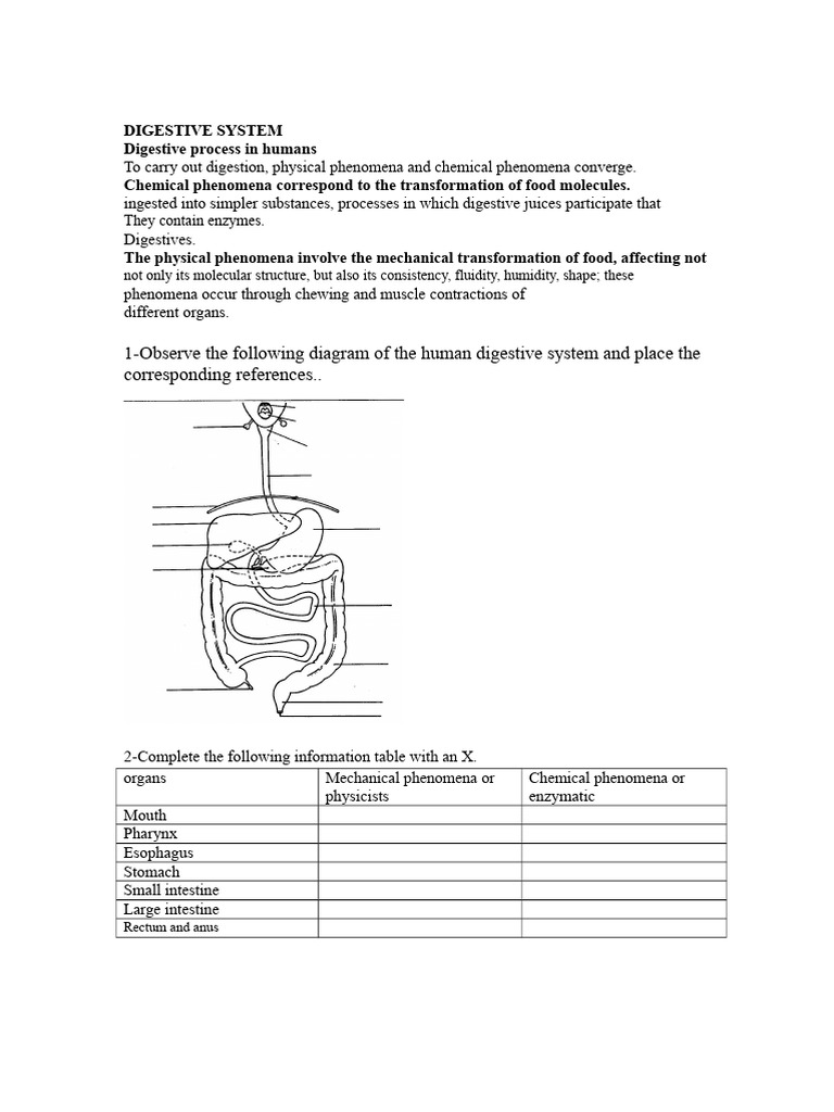 Human Digestive System Overview | PDF | Digestion | Tooth