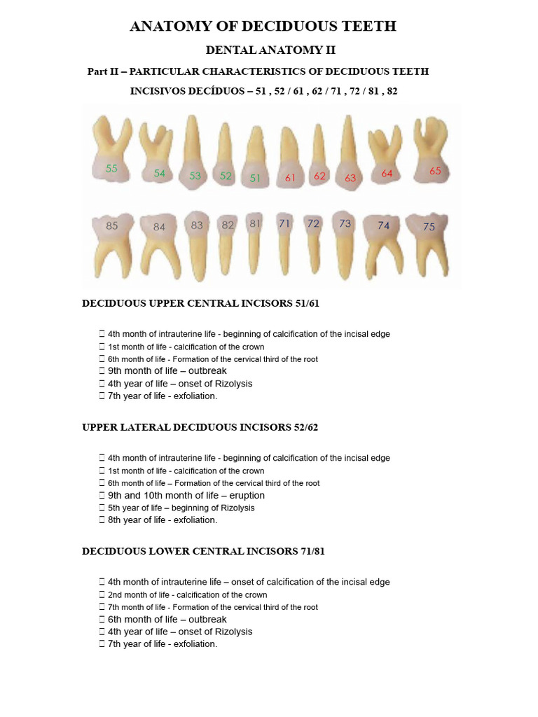 Anatomy of Primary Tooth Roots | PDF | Dental Anatomy | Dentistry Branches