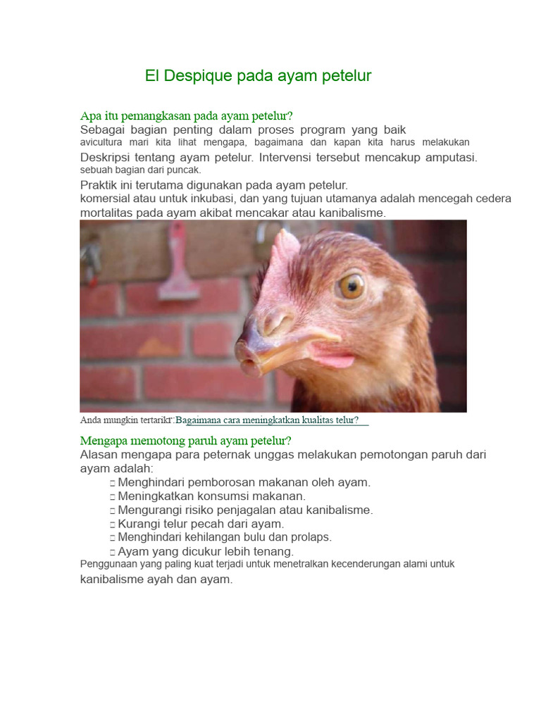 Pemotongan Paruh Ayam Petelur | PDF