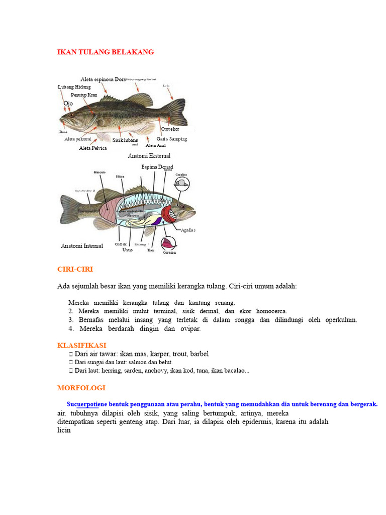 Ciri dan Anatomi Ikan Bertulang | PDF