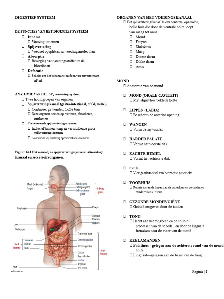 Spijsverteringsstelsel | PDF