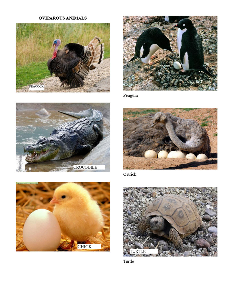 Oviparous and Viviparous Animals List | PDF