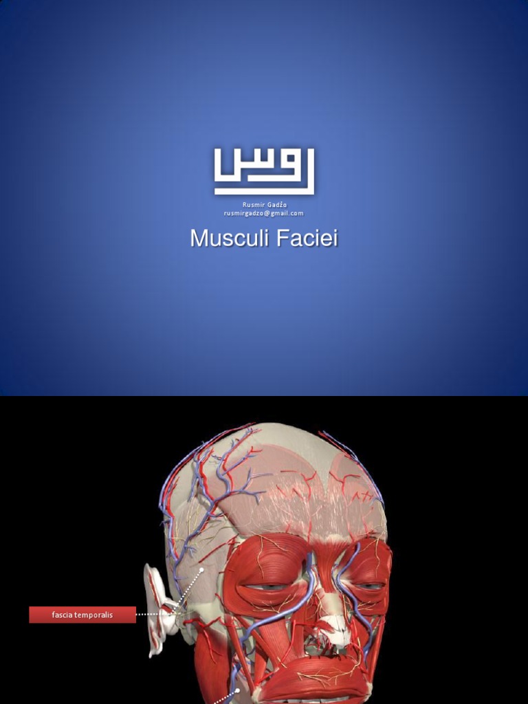 Musculi Faciei | PDF