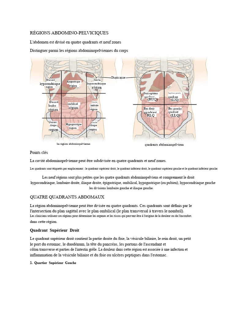 Anatomie des Régions Abdominales | PDF | Péritoine | Gros intestin