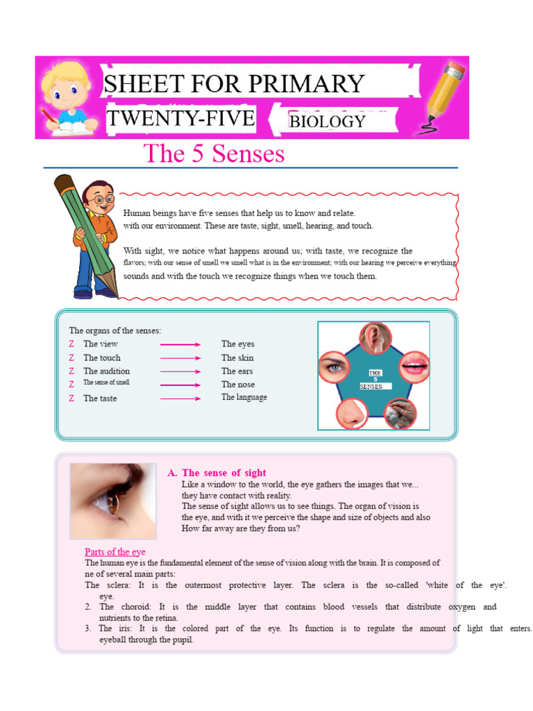 The 5 Senses For Fifth Grade PDF | PDF | Human Eye | Eye