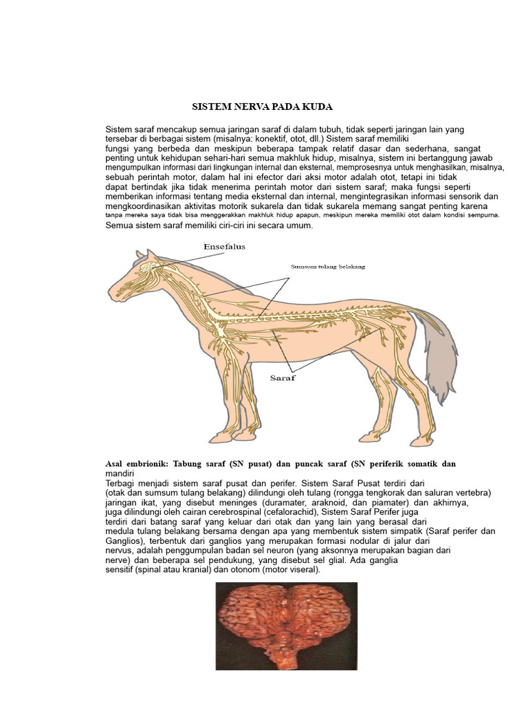 Sistem Saraf pada Kuda: Struktur dan Fungsi | PDF