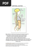 Anatomy of the Human Trunk | PDF | Abdomen | Thorax