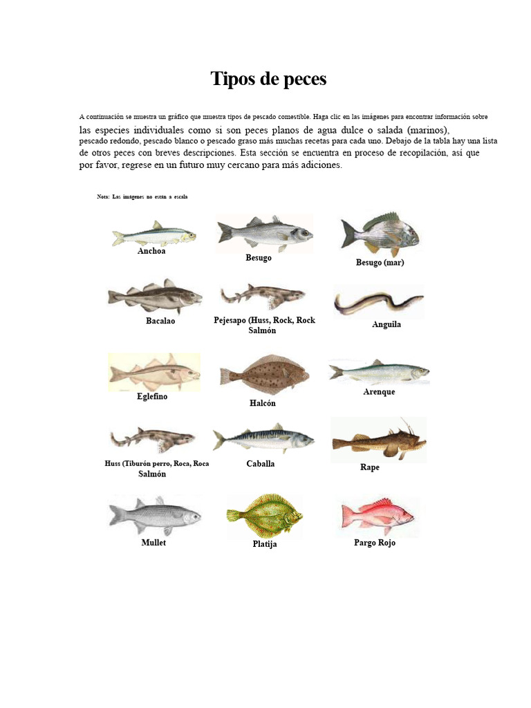 Tipos de Pescados Comestibles | PDF | Pescado como alimento | Pescado