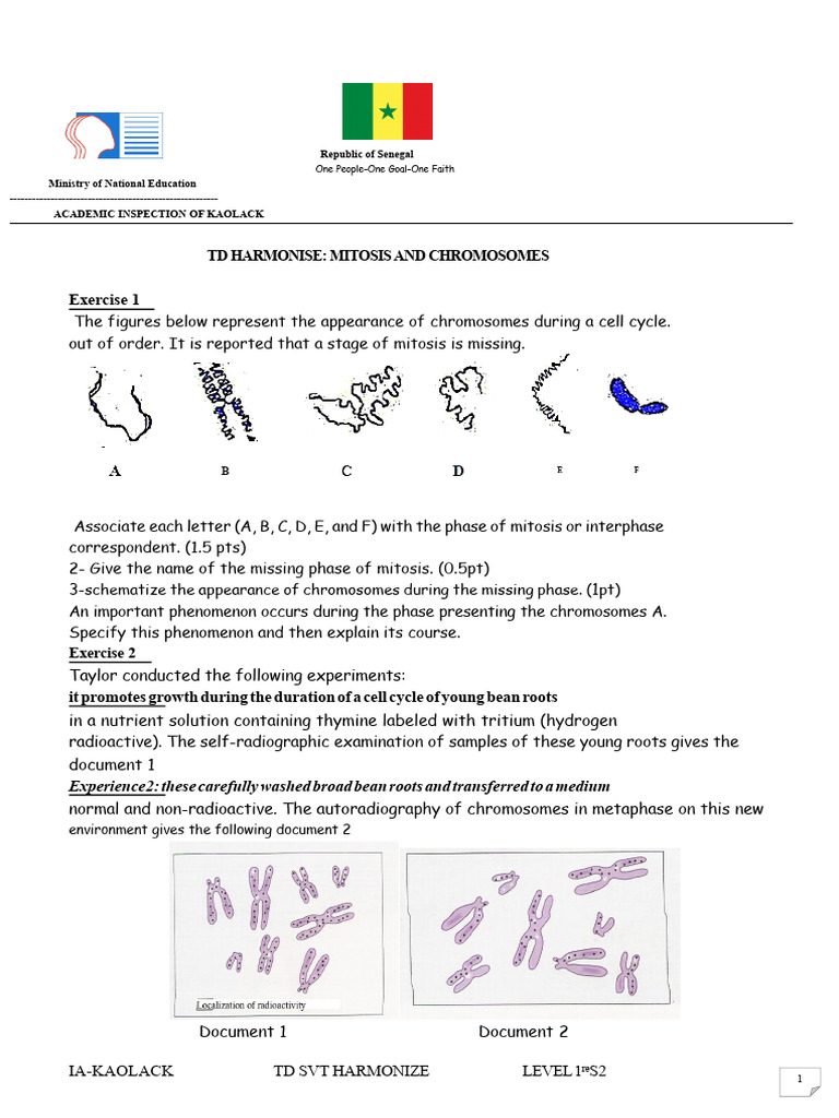 Mitosis and Chromosomes: Exercises Guide | PDF | Mitosis | Karyotype