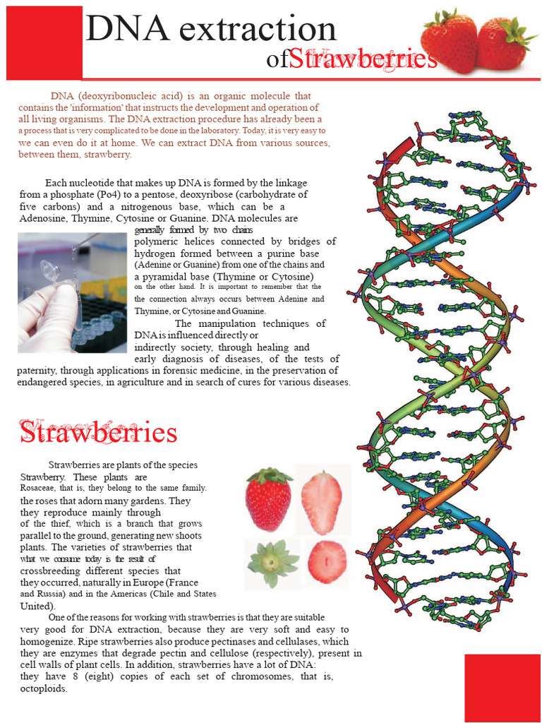 DNA Extraction From Strawberry | PDF | Dna | Biochemistry