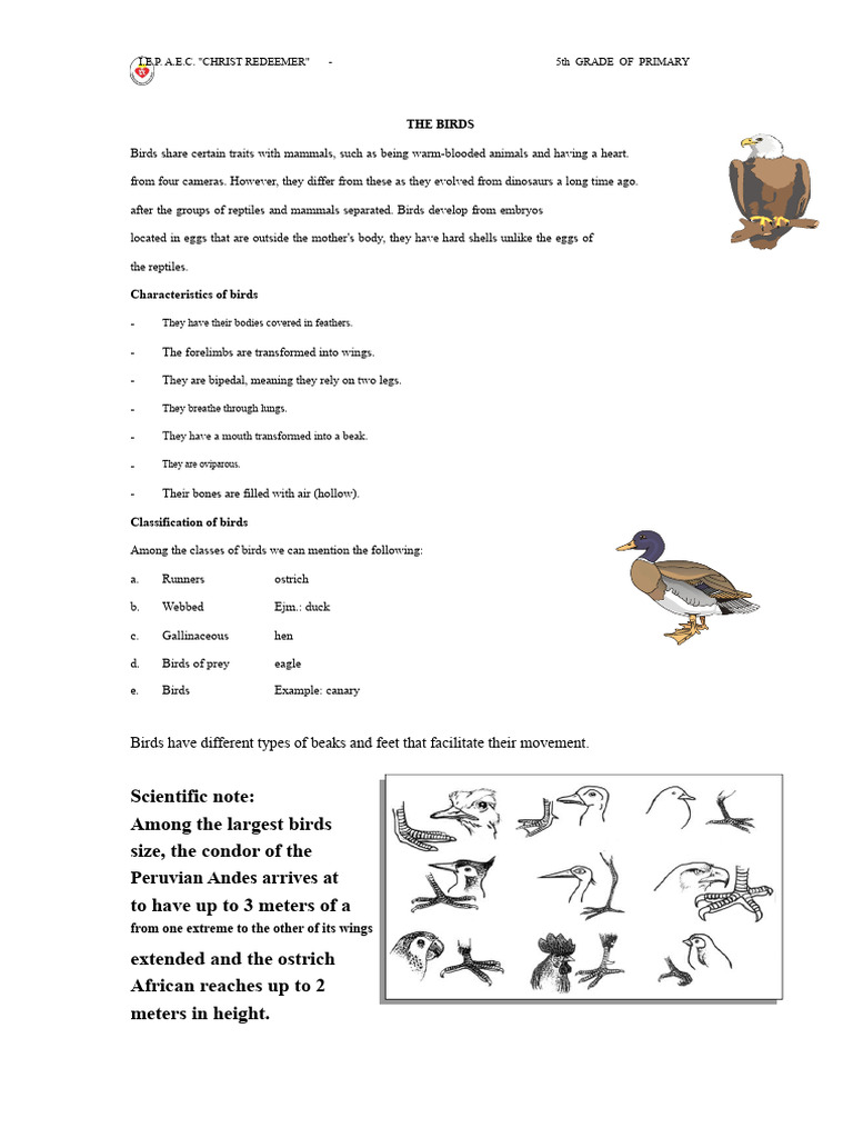 The Birds - 5TH GRADE - PRIMARY | PDF