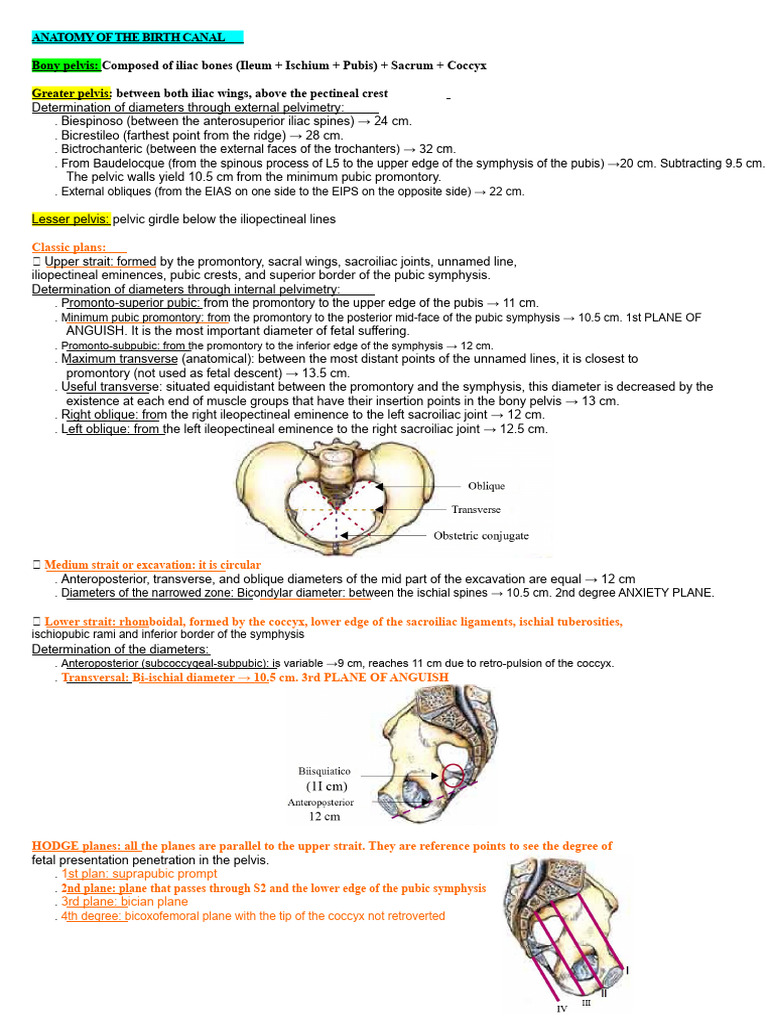 Hodge Planes in Obstetric Anatomy | PDF | Pelvis | Musculoskeletal System