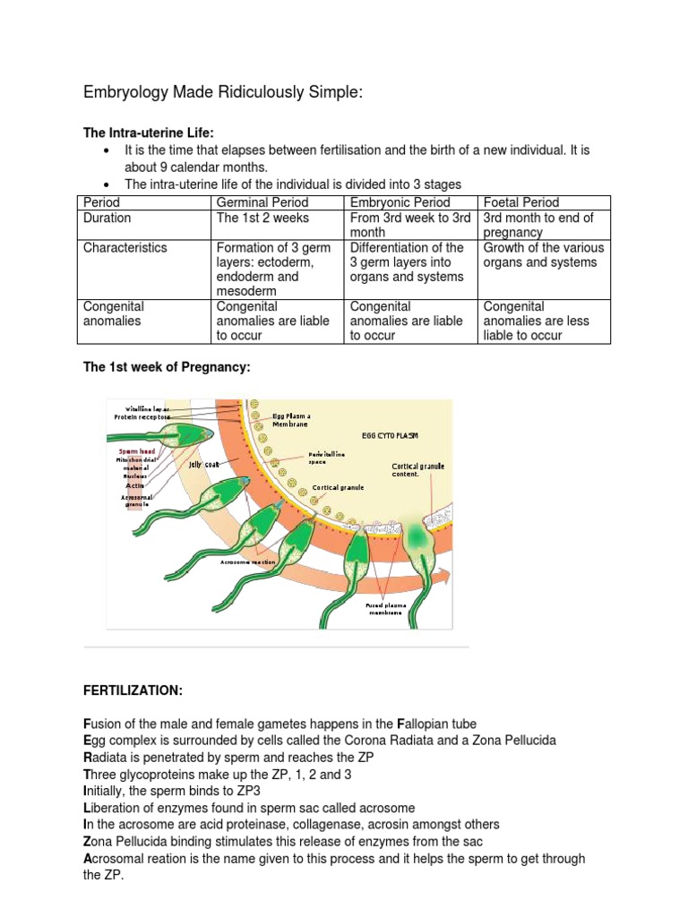 Embryology Made Ridiculously Simple | PDF | Fertilisation ...