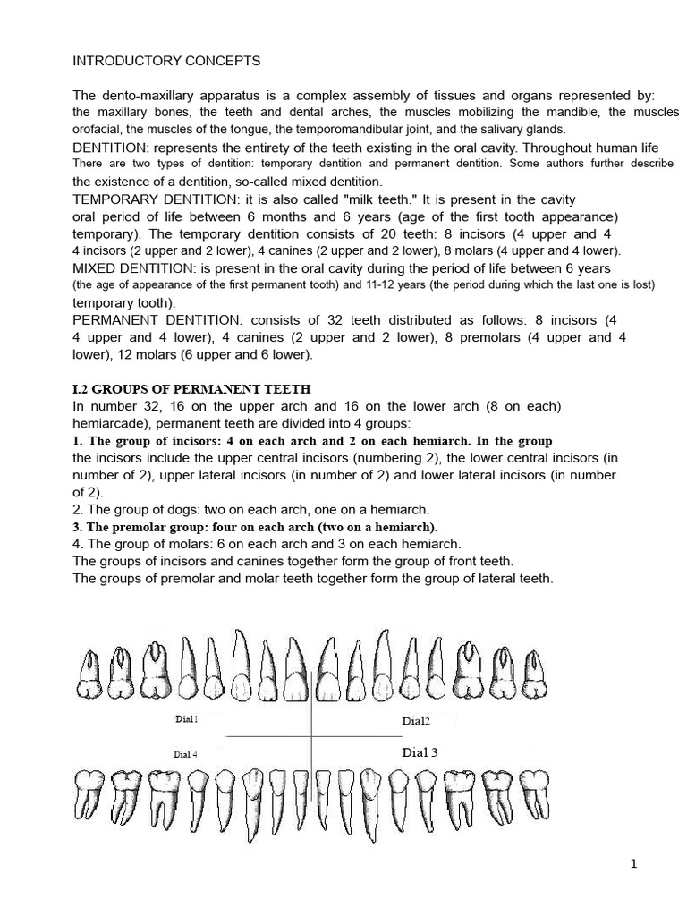 Morphology of Permanent Teeth | PDF | Tooth | Dental Anatomy