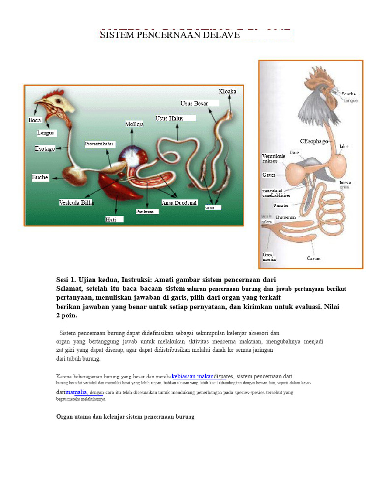 Sistem Pencernaan Burung | PDF