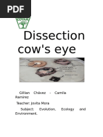 Sheep Eye Dissection Guide | PDF | Eye | Senses