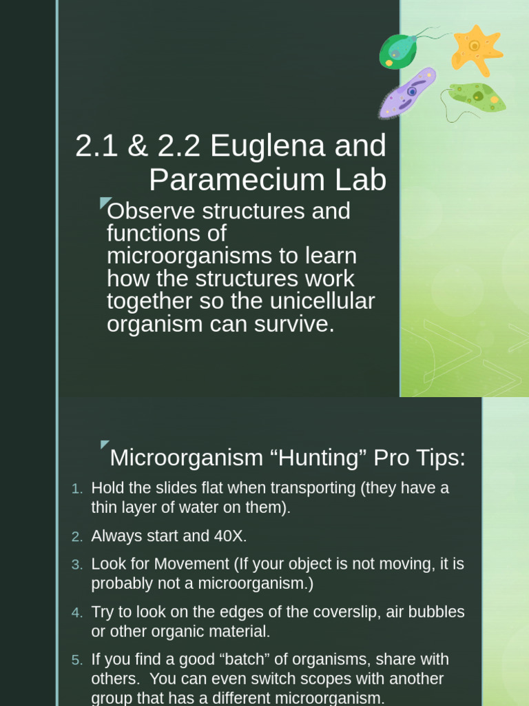 2.1 and 2.2 Euglena and Paramecium Lab | PDF