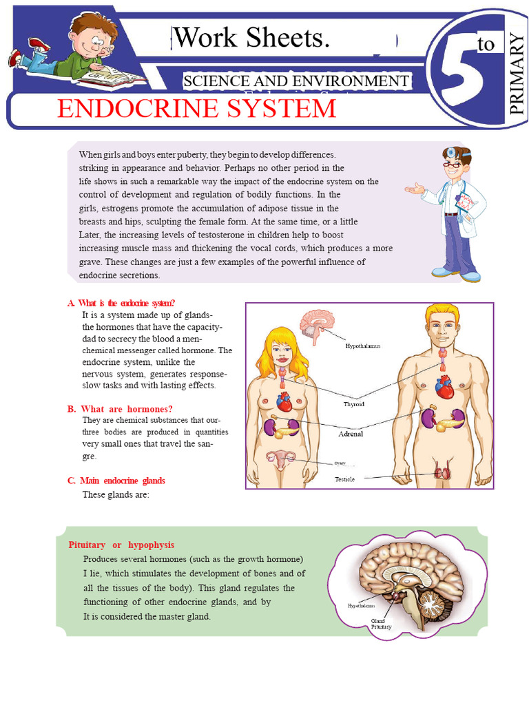Endocrine System For Fifth Grade of Primary School | PDF | Endocrine ...