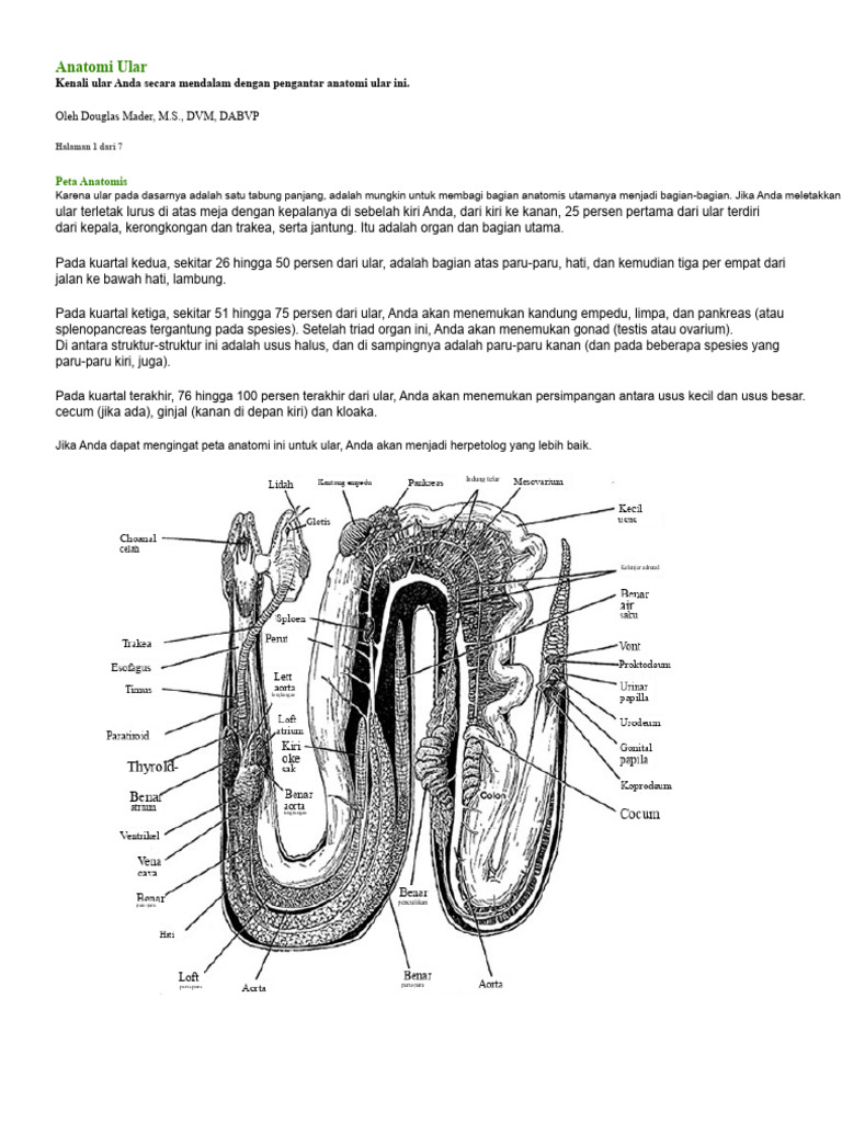 Peta Anatomi Ular dan Fungsinya | PDF