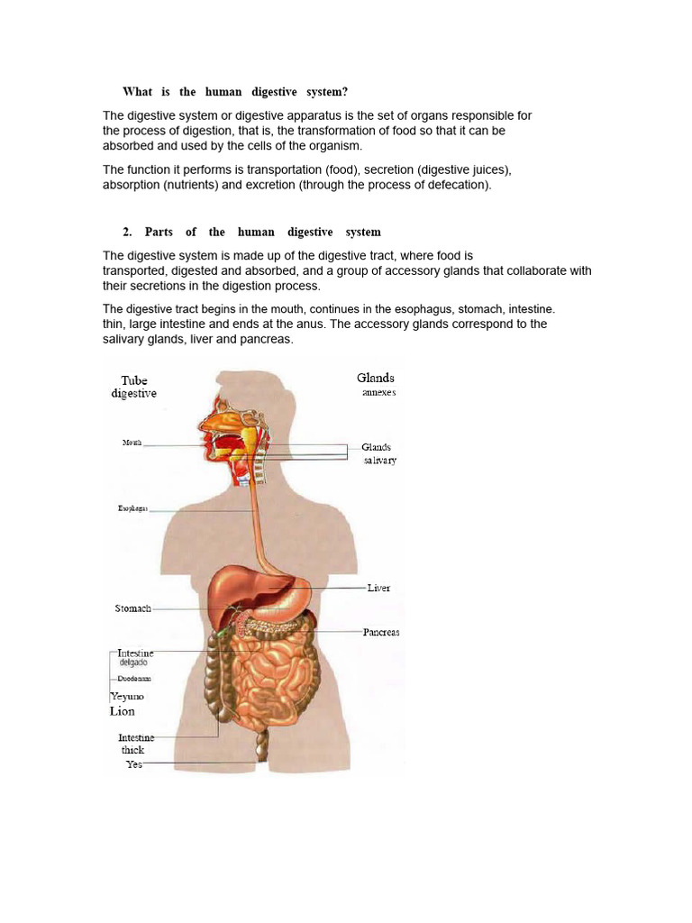 Overview of the Human Digestive System | PDF | Human Digestive System ...