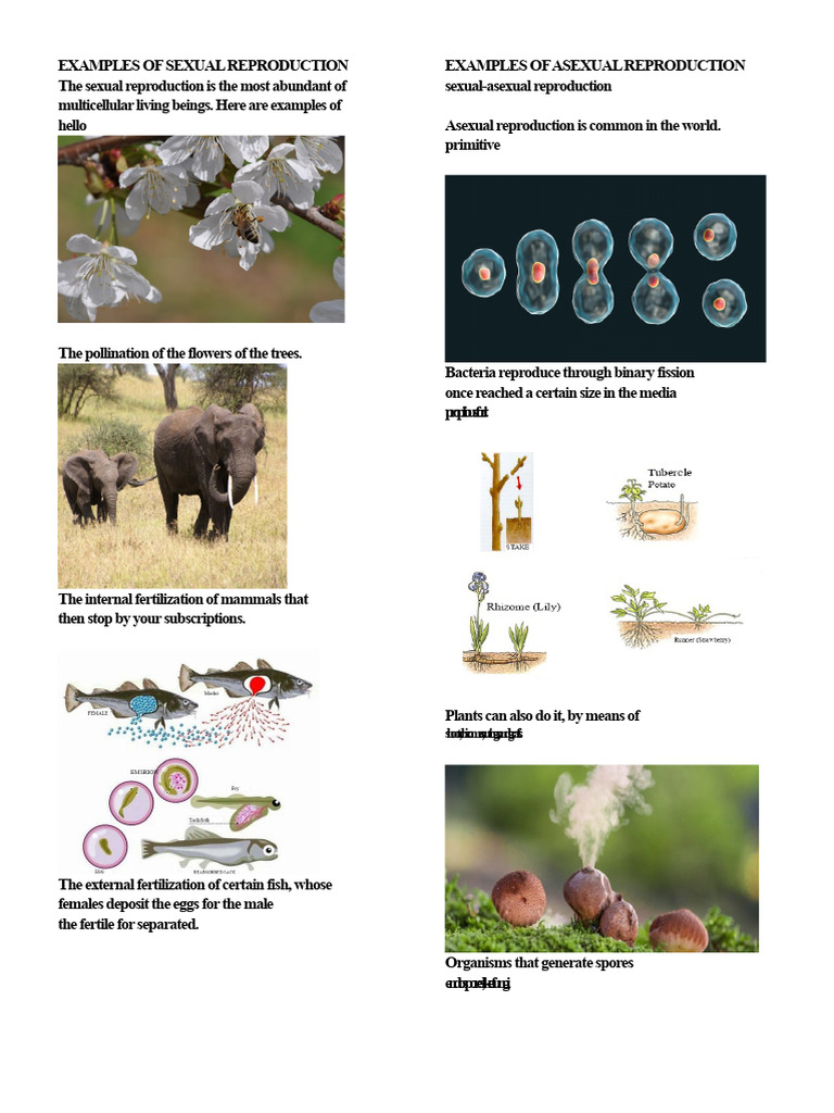 Examples of Sexual Reproduction | PDF