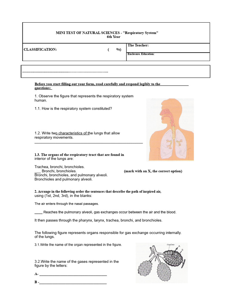 Mini Test Respiratory System - 2nd Period - 6th Grade 4th and 6th ...