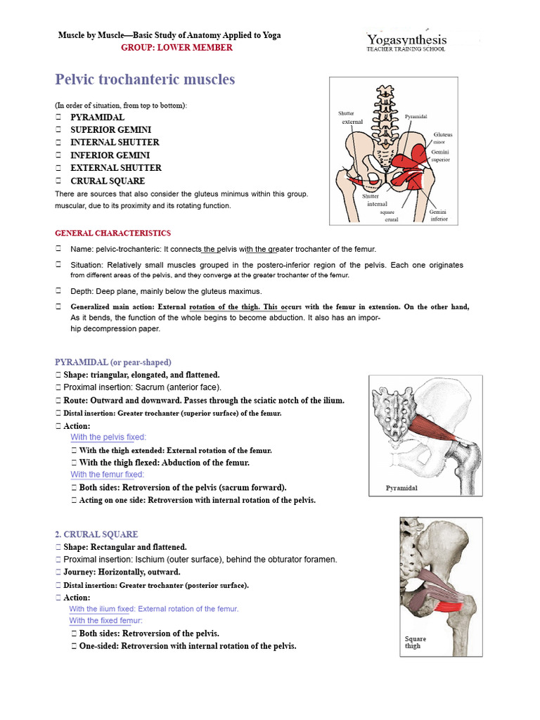 Anatomy of Pelvic Trochanteric Muscles | PDF | Pelvis | Hip