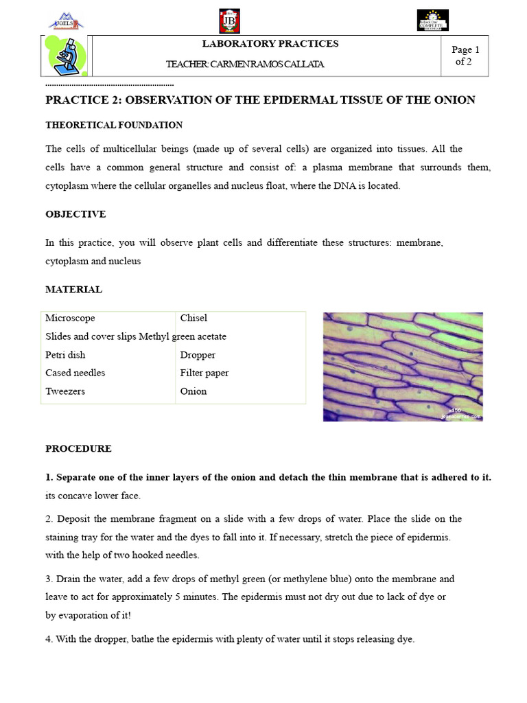 Onion Epidermal Tissue Observation Guide | PDF | Cell (Biology) | Epidermis