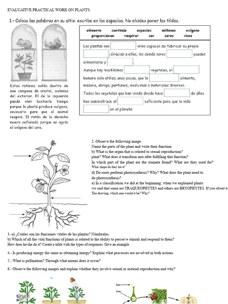 Evaluative Plant Functions and Reproduction | PDF | Plants | Leaf