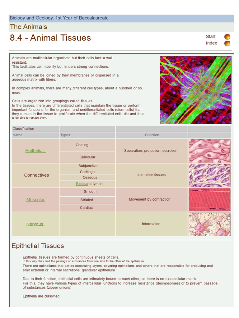 Animal Tissues | PDF | Epithelium | White Blood Cell