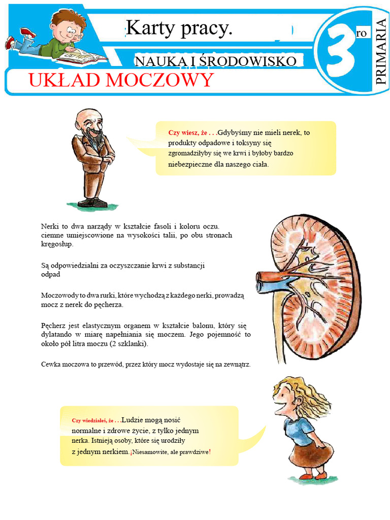 Układ Moczowy Dla Trzeciej Klasy Szkoły Podstawowej | PDF
