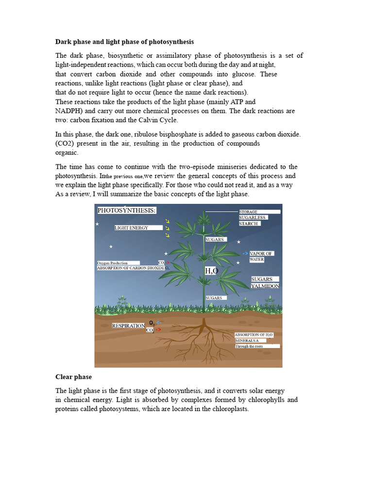 Overview of Light Phase in Photosynthesis | PDF