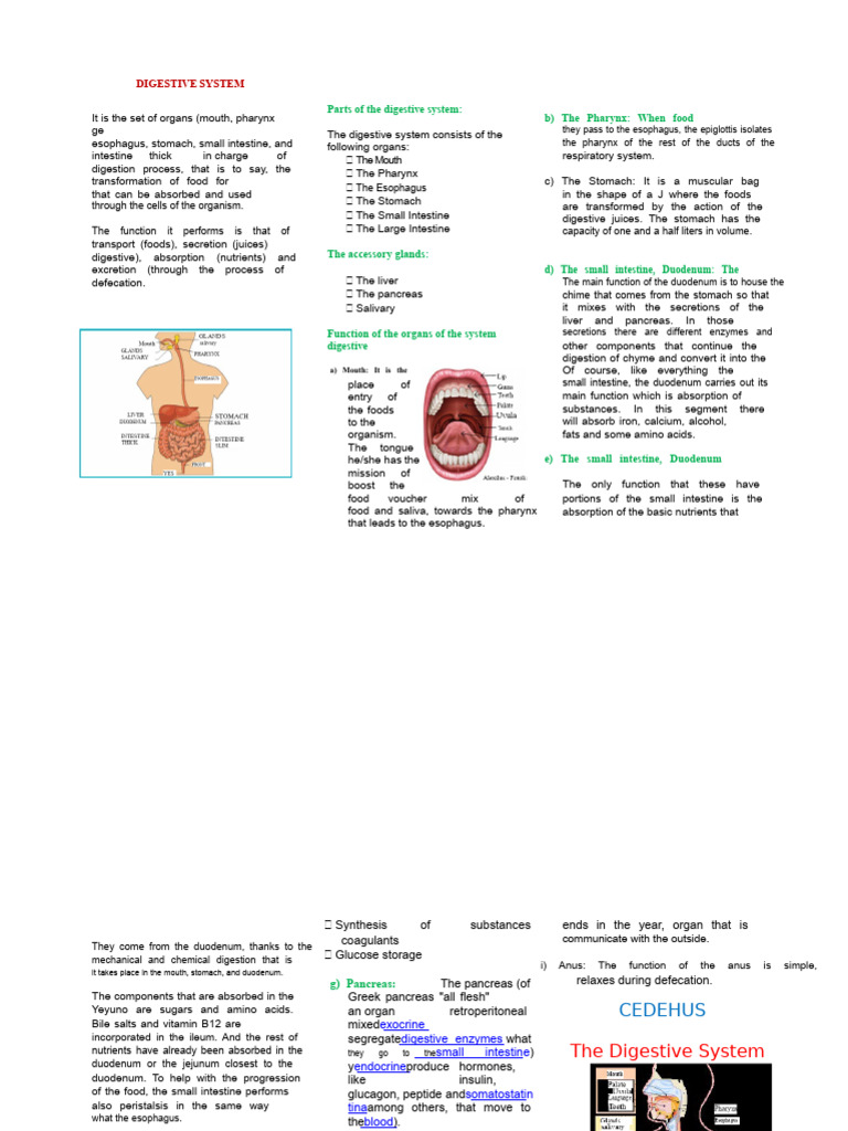 Digestive System Brochure | PDF | Human Digestive System | Small Intestine