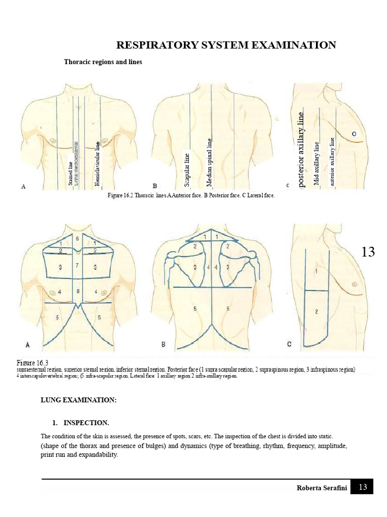 SUMMARY Thorax | PDF | Heart Valve | Lung