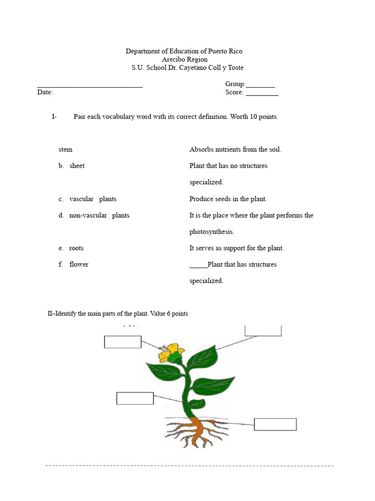 Plant Vocabulary and Processes Worksheet | PDF