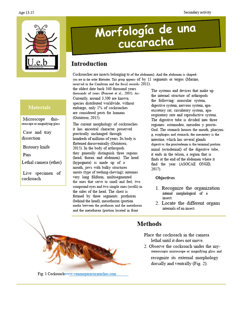 Dissection of Cockroach | PDF | Gastrointestinal Tract | Insects