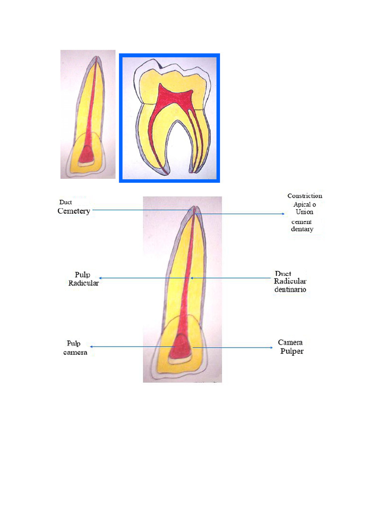 Topographic Anatomy of The Pulp Cavity | PDF | Dentistry | Mouth