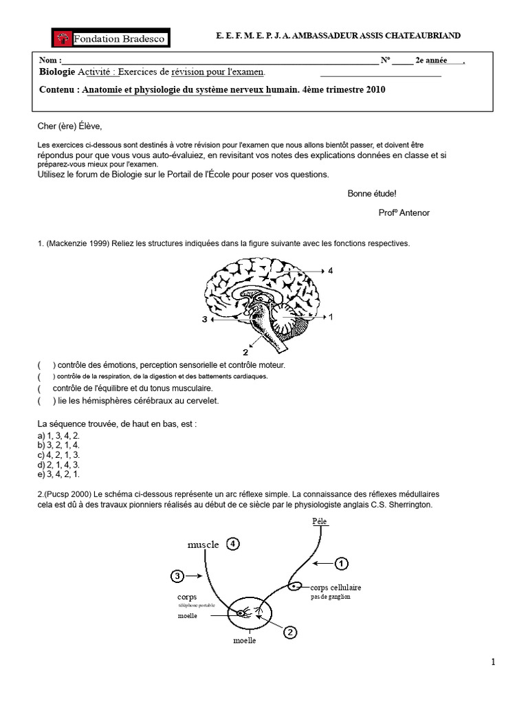 Exercices de révision : Système nerveux | PDF | Neurone | Système ...
