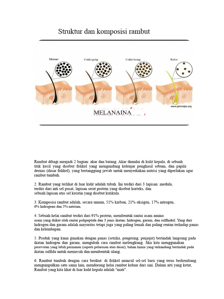 Struktur dan Komposisi Rambut Manusia | PDF