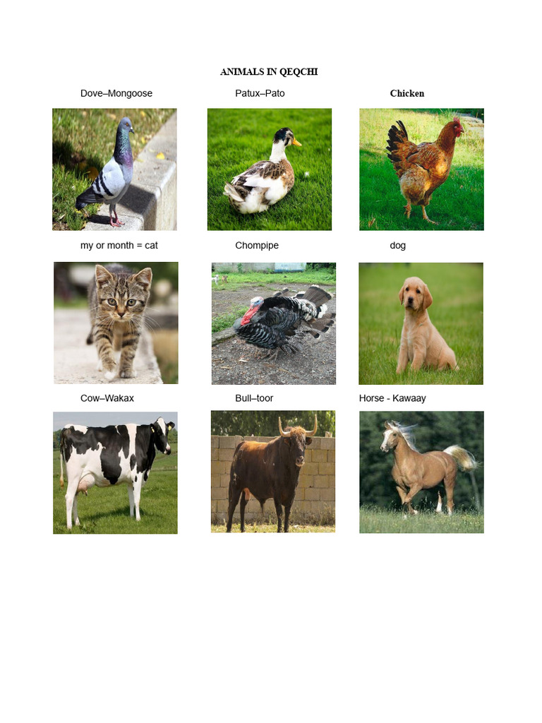 Animals in Qeqchi | PDF