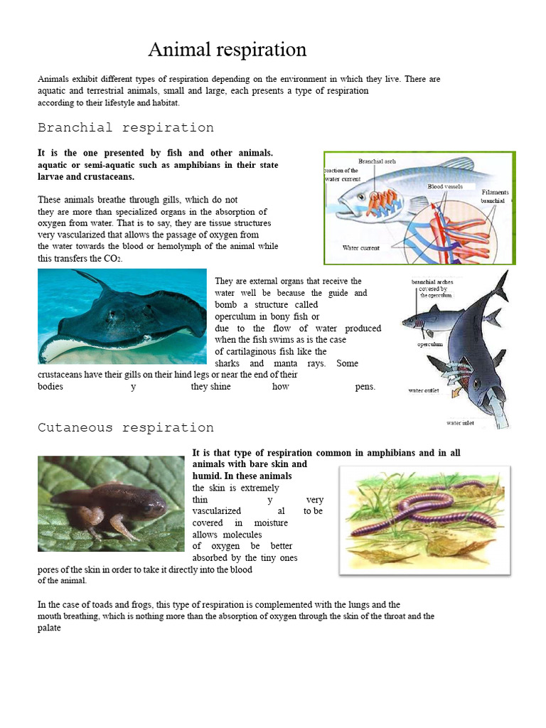 Animal Respiration | PDF | Respiratory System | Gill