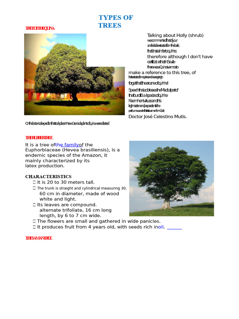 Quina Tree | PDF | Trees | Botany