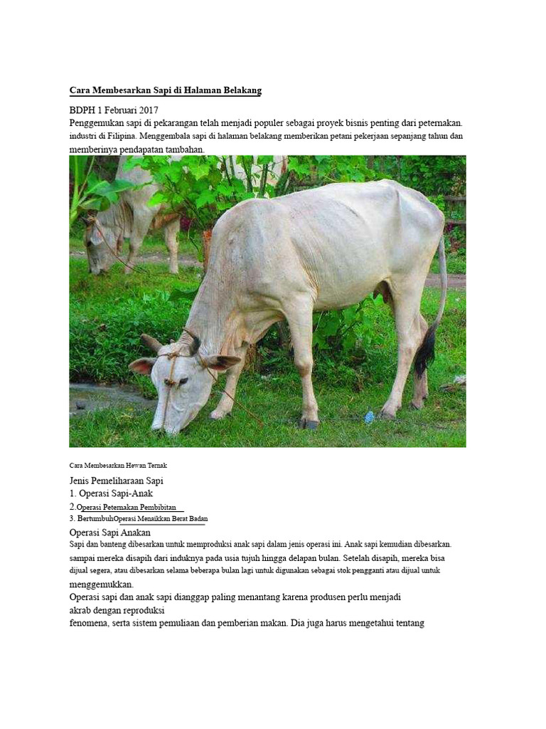 Penggemukan Sapi Di Halaman Belakang | PDF