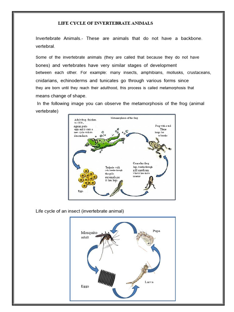 Life Cycle of Invertebrate Animals | PDF | Uterus | Fly